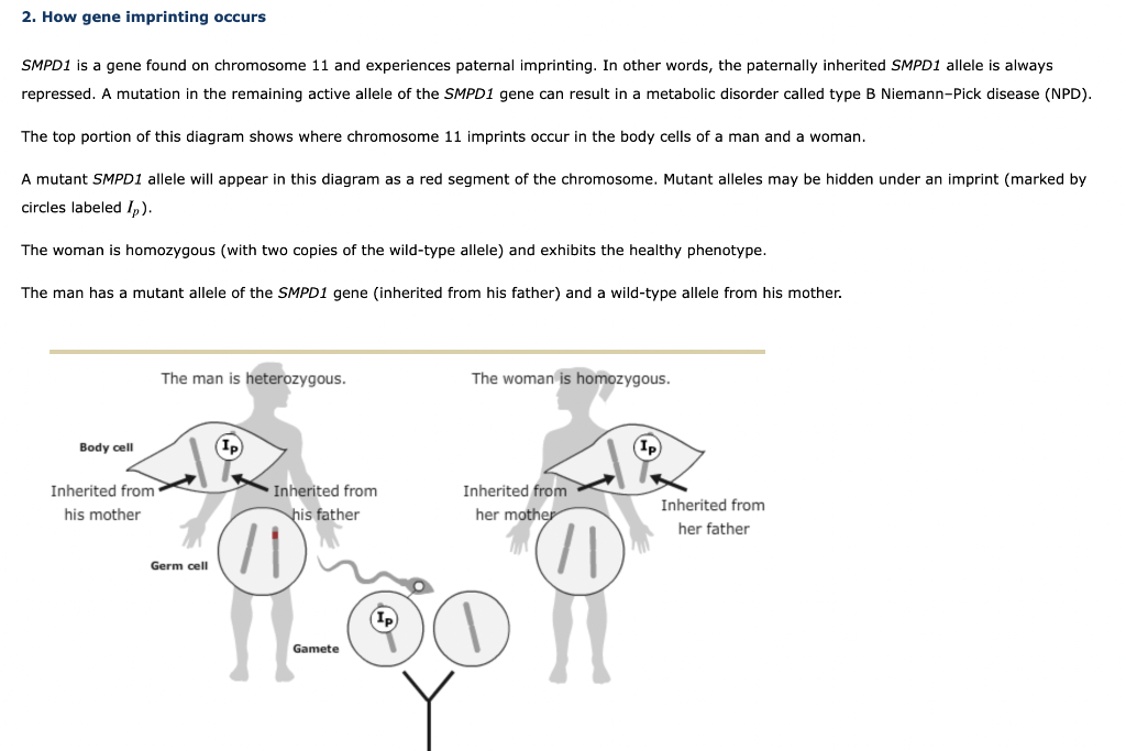 Solved 2. How gene imprinting occurs SMPD1 is a gene found | Chegg.com