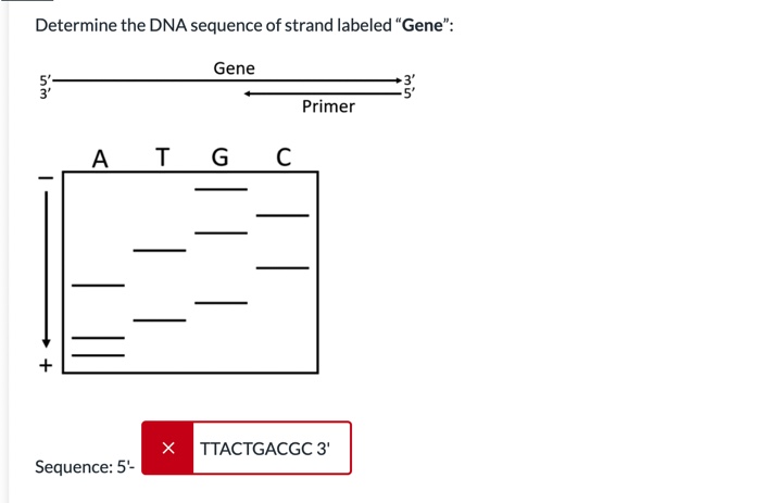 Solved Determine the DNA sequence of strand labeled | Chegg.com
