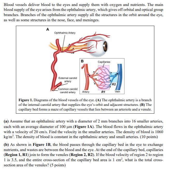 Blood vessels deliver blood to the eyes and supply | Chegg.com