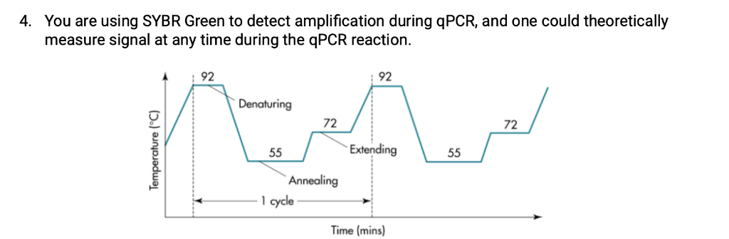 Solved Where would one expect to observe SYBR Green signal | Chegg.com