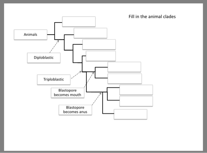 Solved Fill in the animal clades Animals Diploblastic | Chegg.com