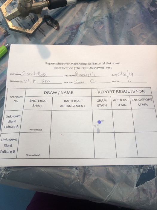 Report Sheet for Morphological Bacterial Unknown | Chegg.com