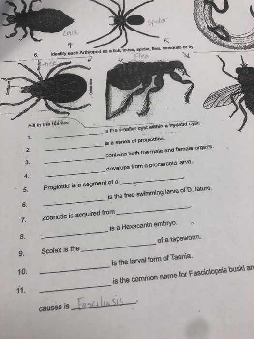 Solved pder Loue 6. Identify each Arthropod as a tick, | Chegg.com