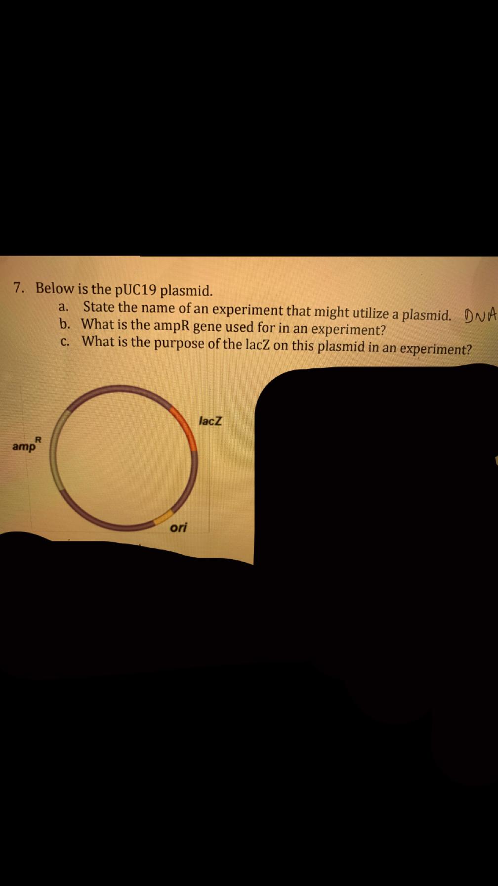 Solved 7. Below is the pUC19 plasmid. a. State the name of | Chegg.com Solved 7. Below is the pUC19 plasmid. a. State the name of | Chegg.com