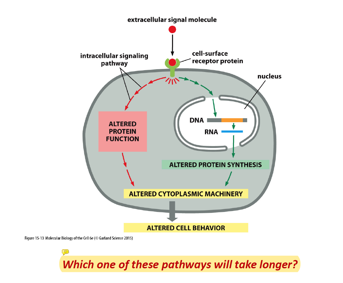 Solved extracellular signal molecule intracellular signaling | Chegg.com