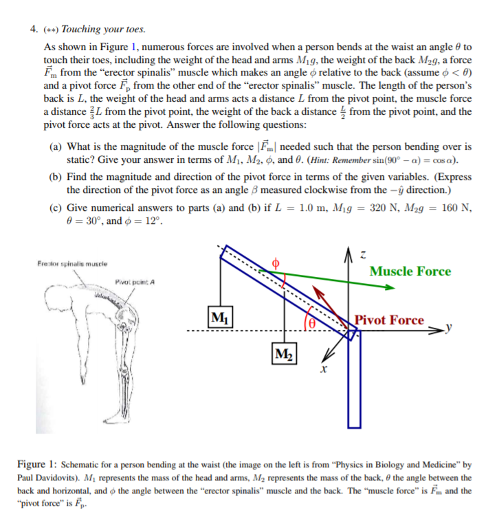 Solved 4. Touching your toes. As shown in Figure 1, numerous | Chegg.com