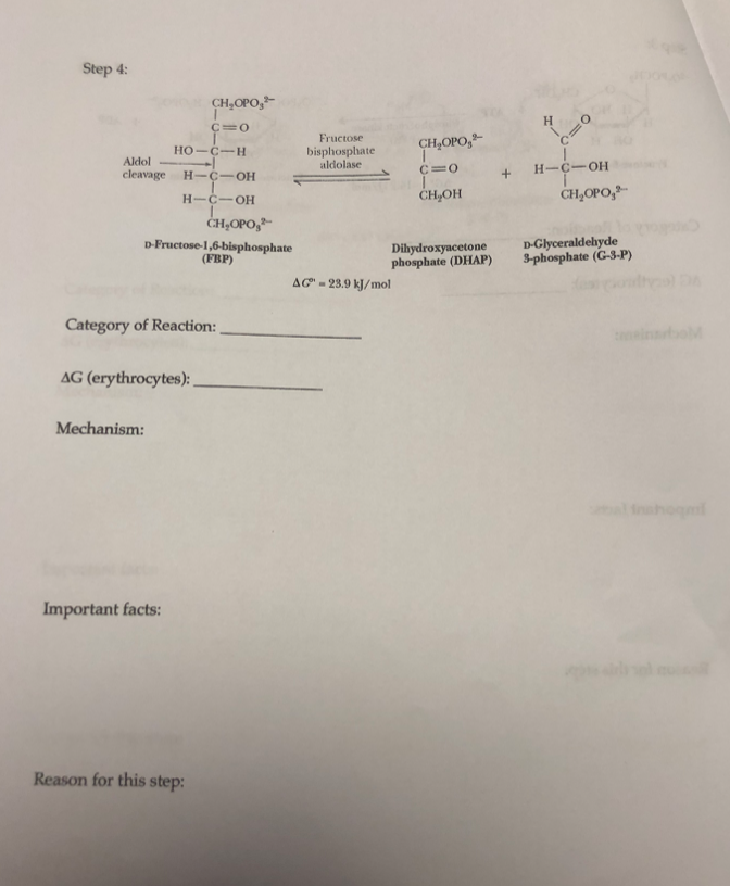 Glycolysis Worksheet Overview of the pathway: Phase I | Chegg.com