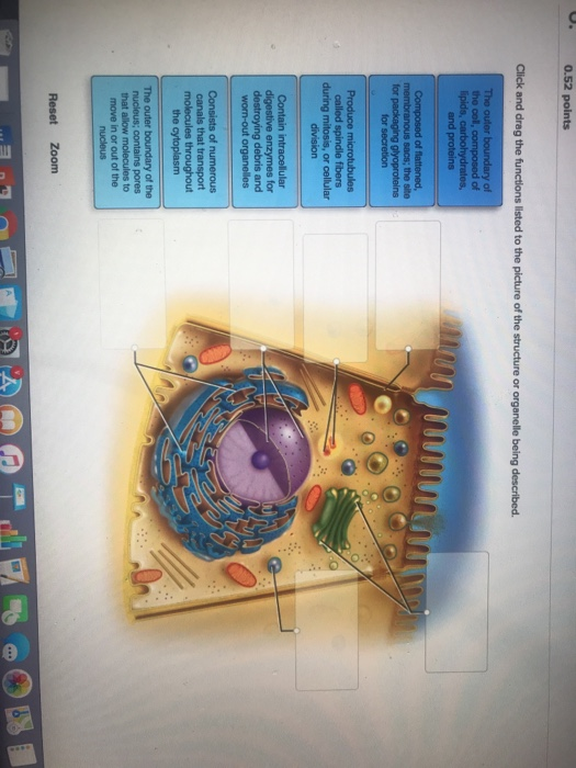 Solved of during mitosis, or cellular for of the to move in | Chegg.com