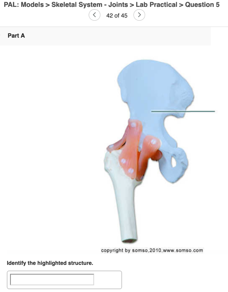 Solved: PAL: Cadaver > Appendicular Skeleton: Joints > Lab... | Chegg.com