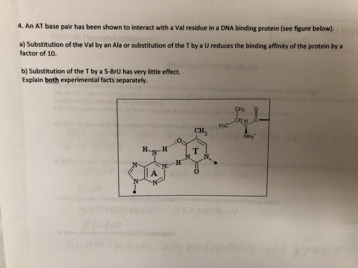 Solved 4. An AT base pair has been shown to interact with a | Chegg.com