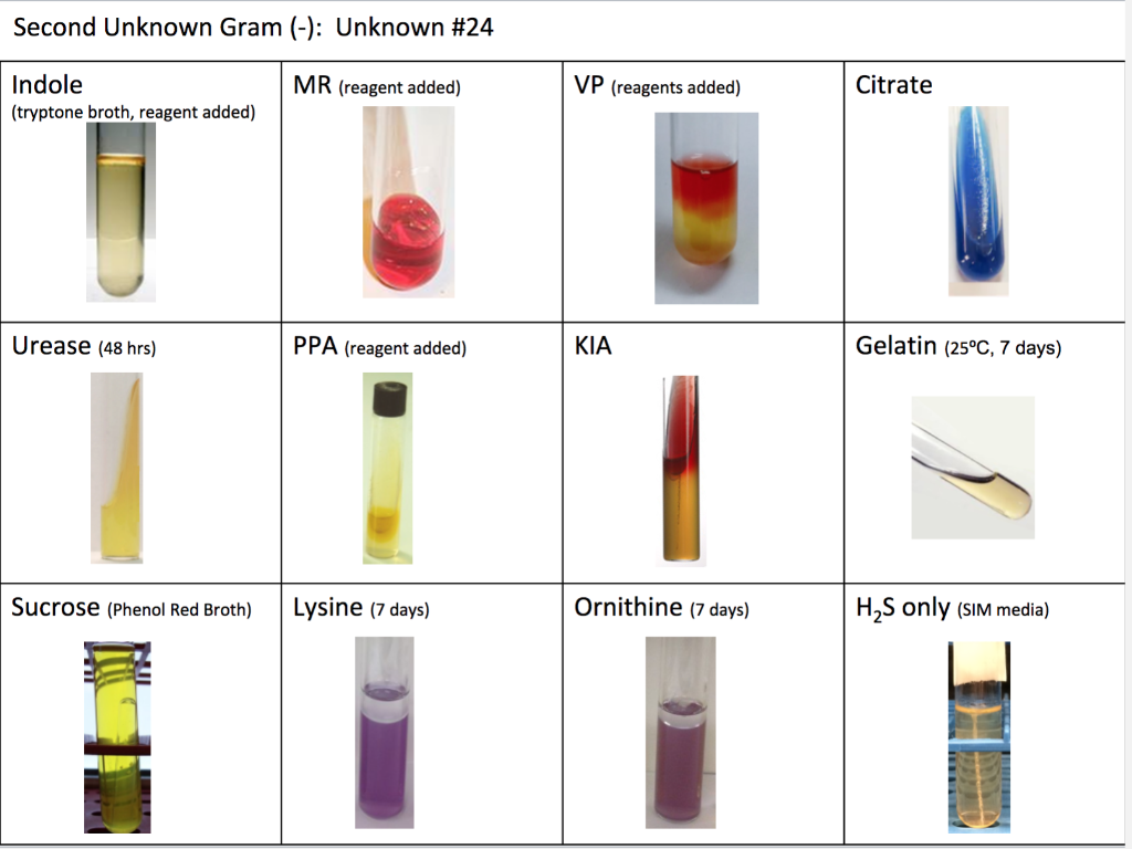 Second Unknown Gram (-): Unknown #24 Indole (tryptone | Chegg.com