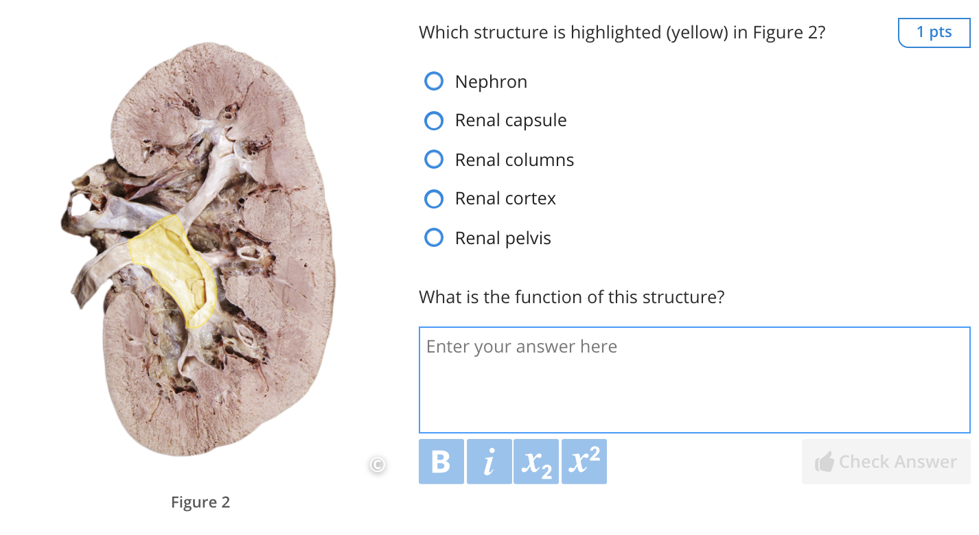 Solved Which structure is highlighted (yellow) in Figure 1? | Chegg.com