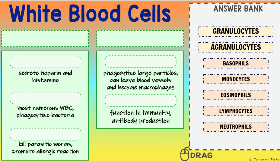 Solved White Blood CellsANSWEER BANK | Chegg.com