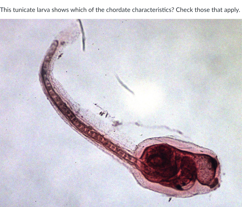 Solved This tunicate larva shows which of the chordate | Chegg.com