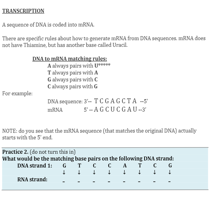 Solved GENE EXPRESSION LAB INTRODUCTION In each cell of your | Chegg.com
