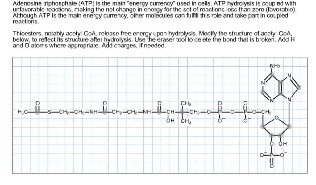 Solved Adenosine triphosphate (ATP) is the main "energy | Chegg.com