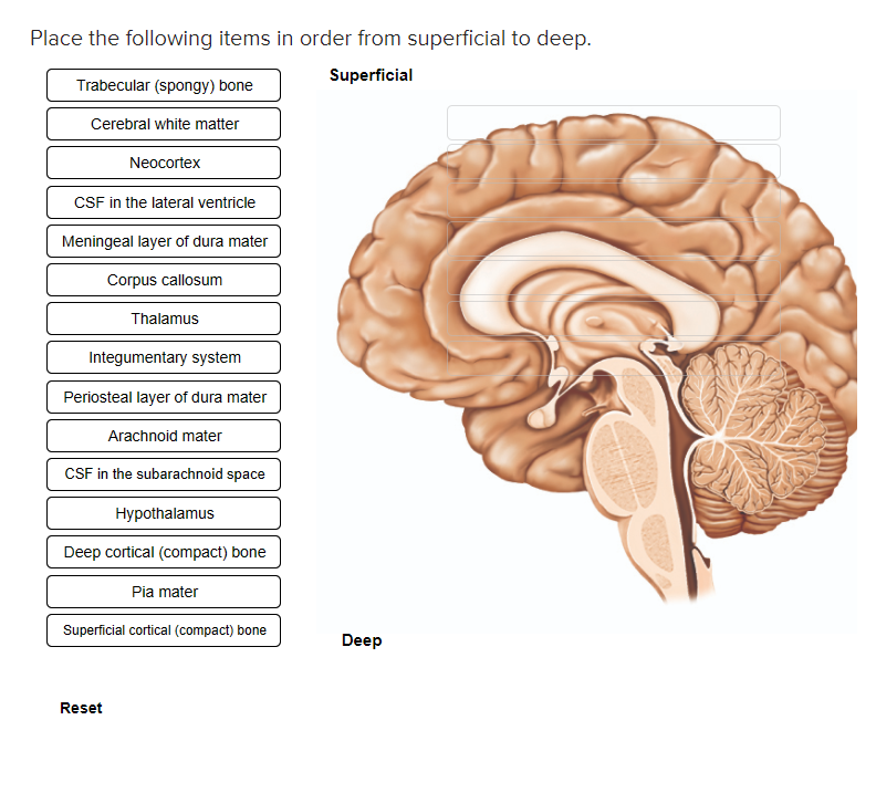 Solved Place the following items in order from superficial | Chegg.com