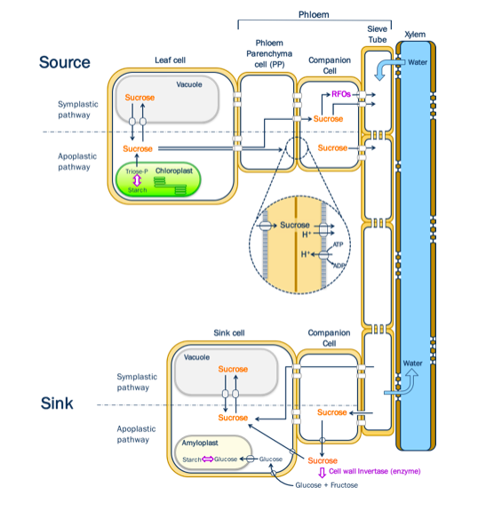 Solved 4. In the case of passive symplastic loading, if the | Chegg.com