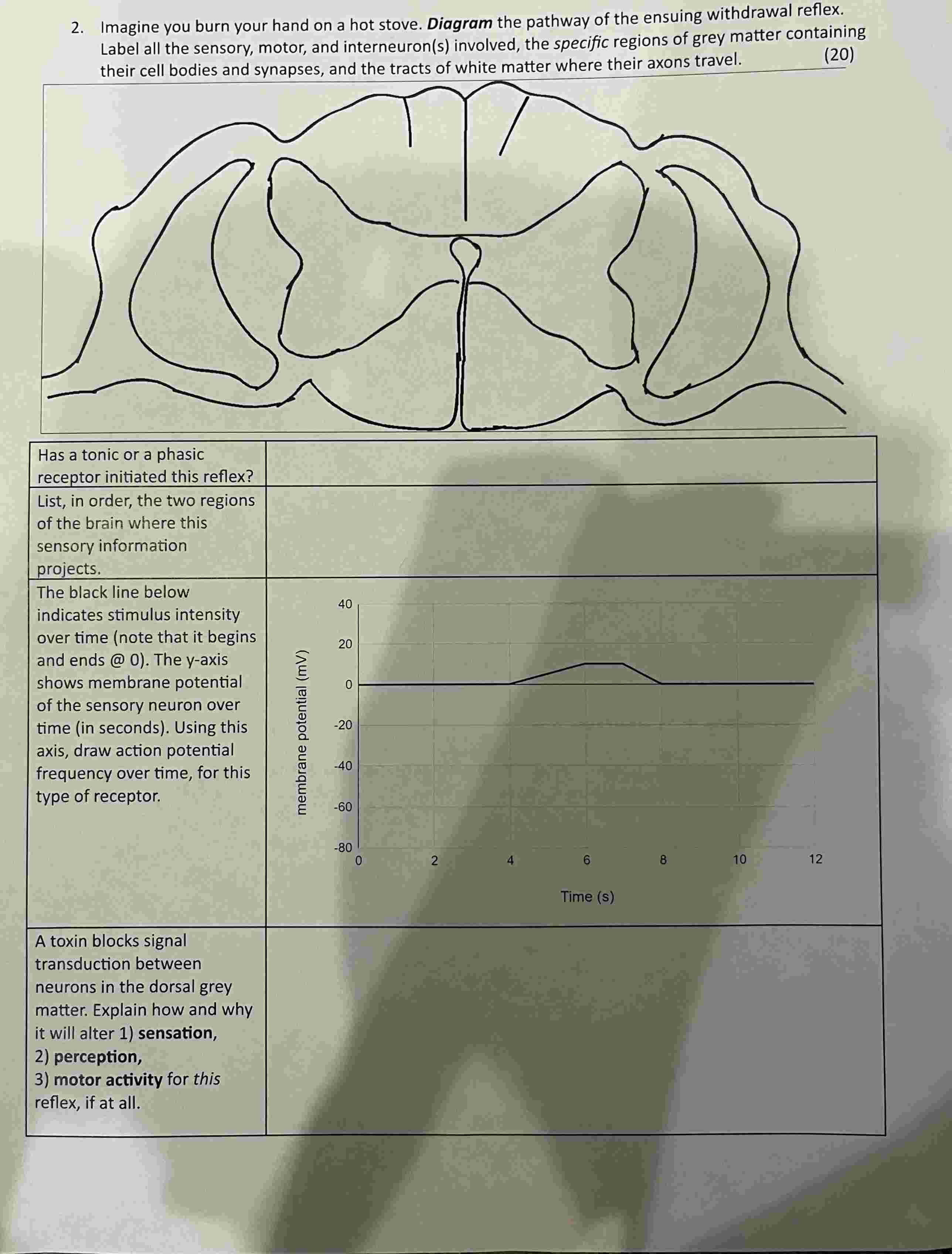 Imagine you burn your hand on a hot stove. Diagram | Chegg.com
