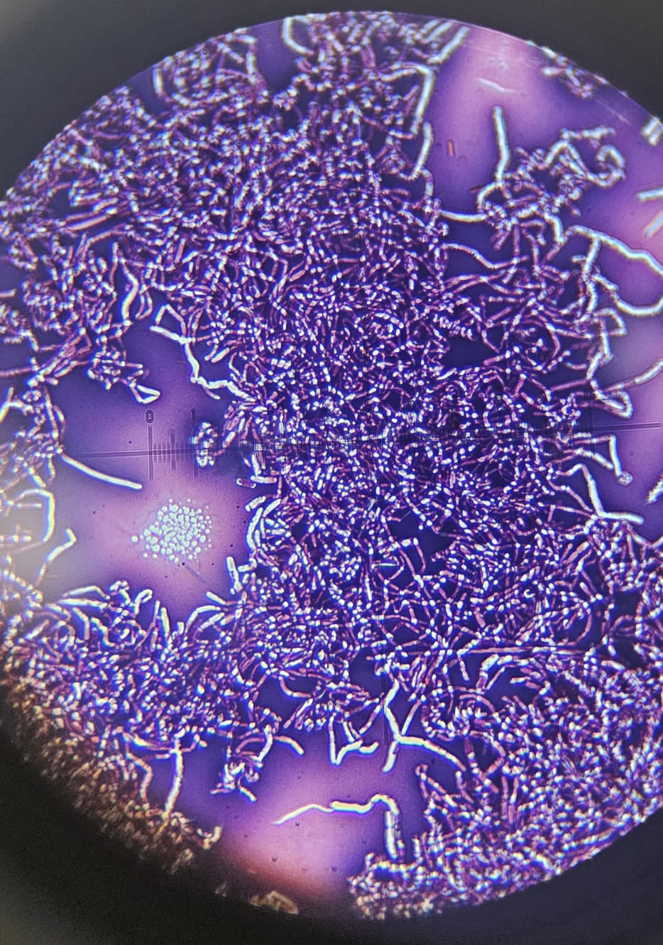 Solved Please help, take a look at the picture and tell me | Chegg.com