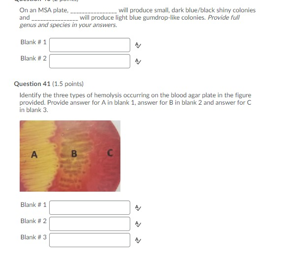 Solved On an MSA plate, will produce small, dark blue/black | Chegg.com