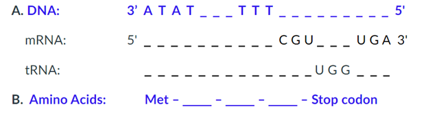 Solved tRNA: B. Amino Acids: Met - __ - _- - - Stop codon | Chegg.com