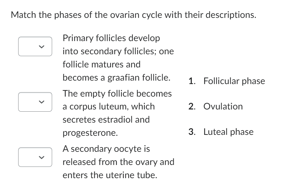 Solved Match the phases of the ovarian cycle with their | Chegg.com