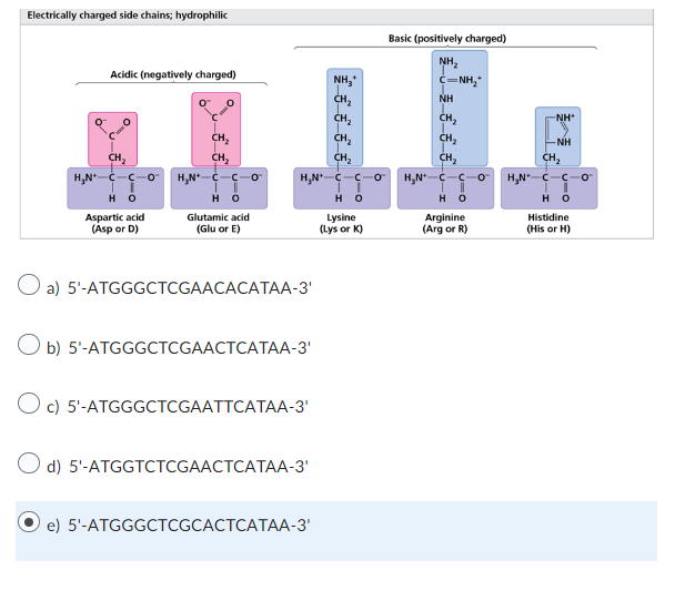 Solved Consider the following original coding sequence of a | Chegg.com