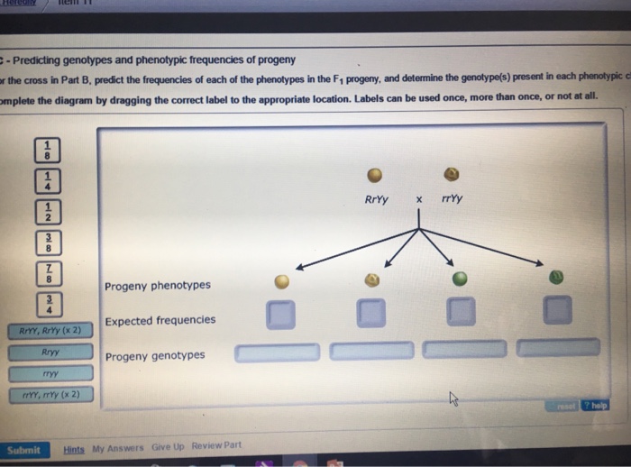 Solved Predicting genotypes and phenotypic frequencies of | Chegg.com Solved Predicting genotypes and phenotypic frequencies of | Chegg.com
