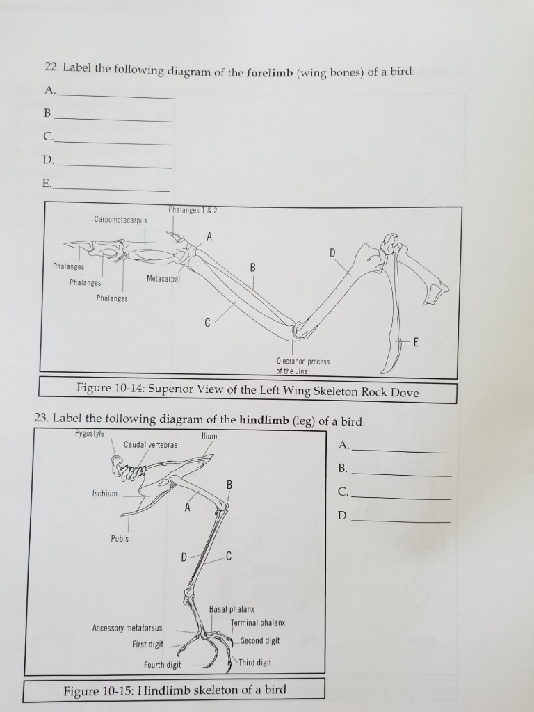 Solved 22. Label the following diagram of the forelimb (wing | Chegg.com