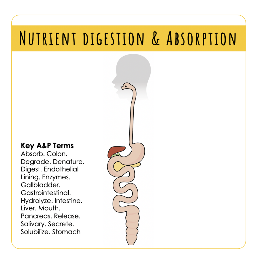 Absorption Digestion