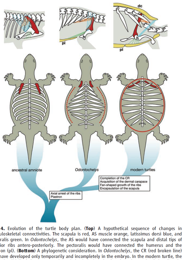 Solved . Examine the figure at right and: A. label the | Chegg.com