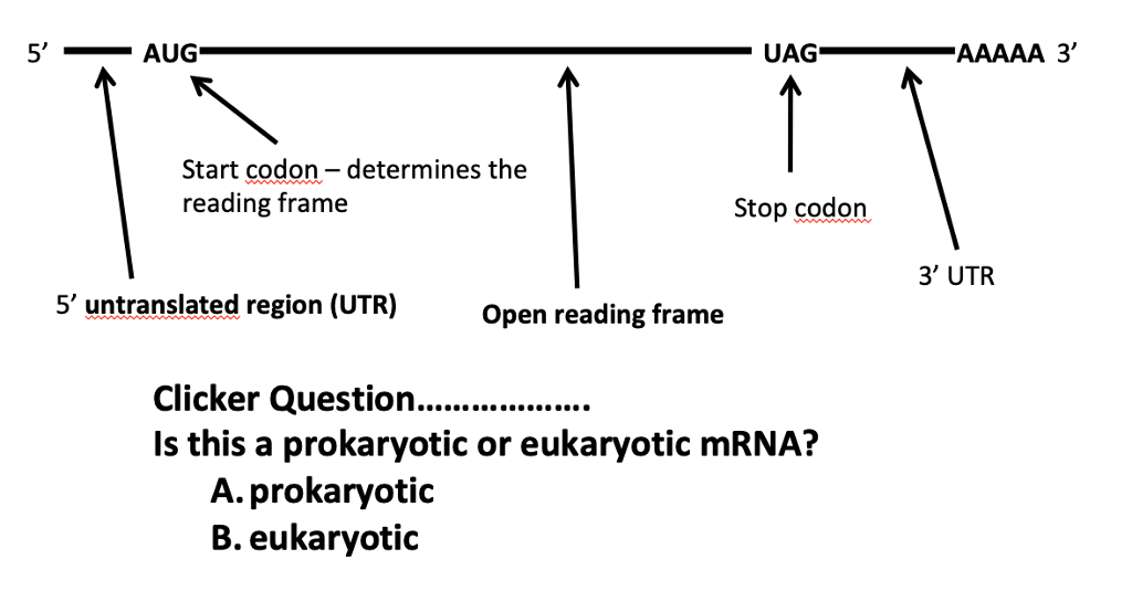 Solved UAG_AAAAA 3' Start codon - determines the reading | Chegg.com