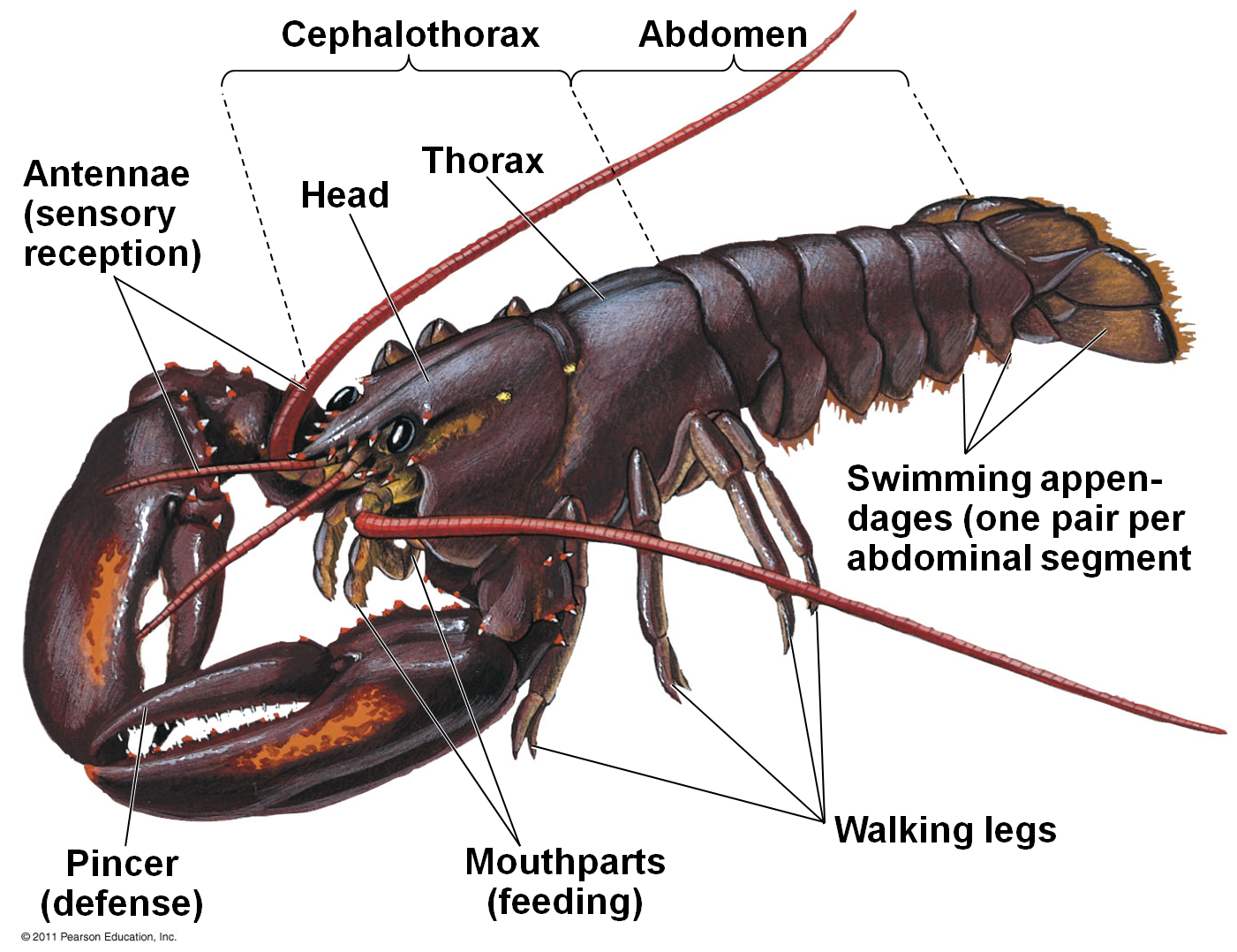 Exoskeleton Biology