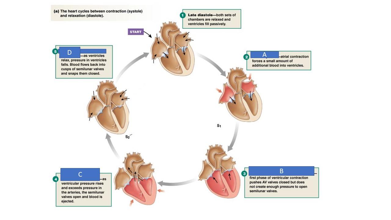 Solved label the diagram below with the correct phases of | Chegg.com