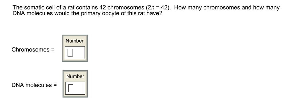 Solved The somatic cell of a rat contains 42 chromosomes (2n | Chegg.com