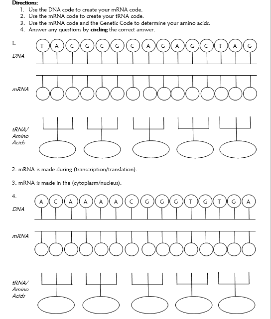 Solved Directions: 1. Use the DNA code to create your mRNA | Chegg.com