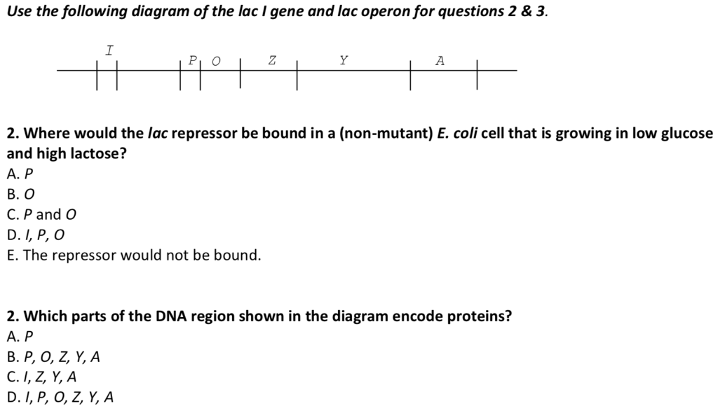 Solved Use the following diagram of the lac I gene and lac | Chegg.com