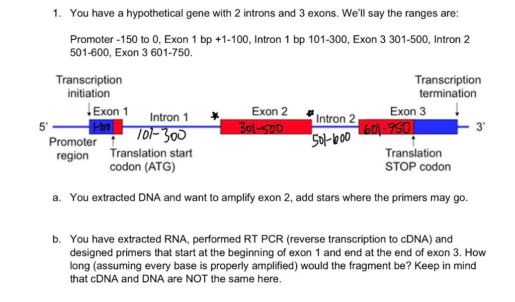 Solved 1. You have a hypothetical gene with 2 introns and 3 | Chegg.com