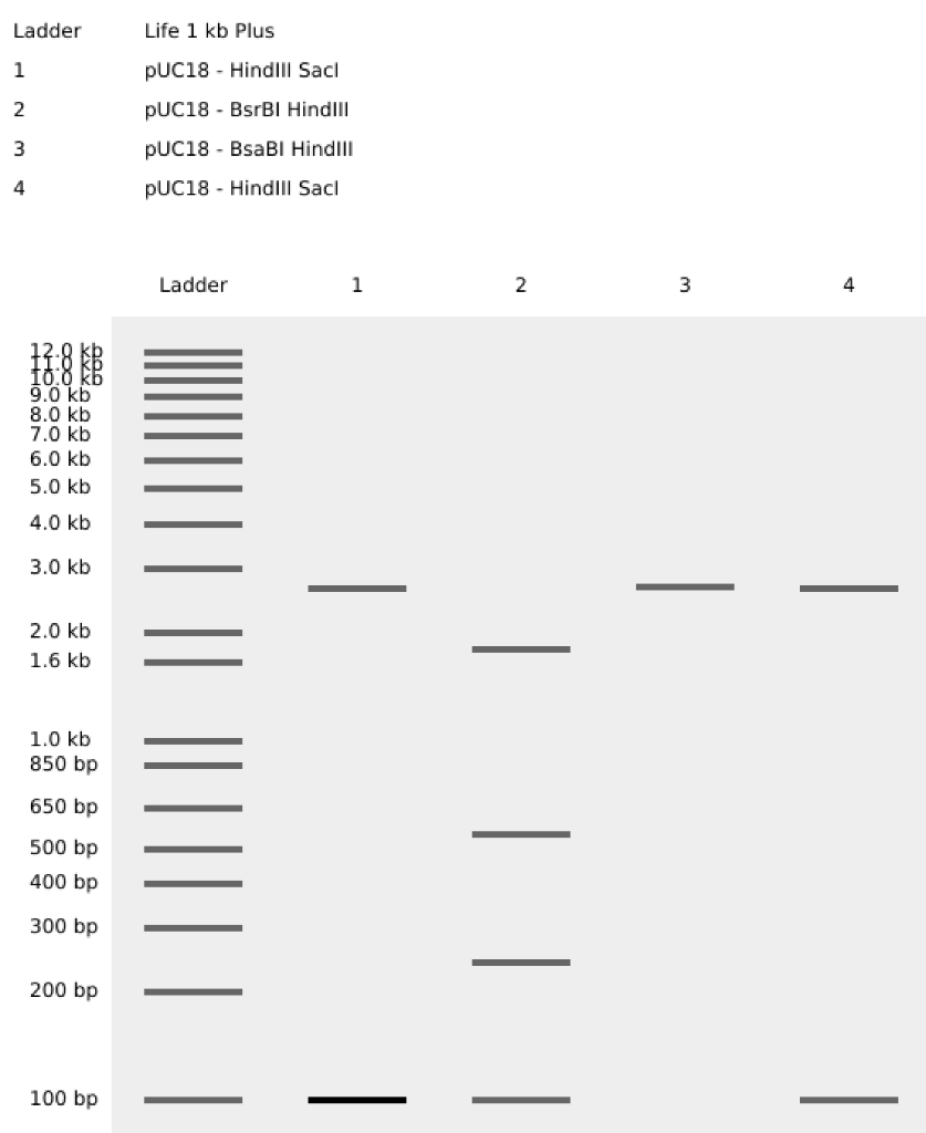 Solved A virtual digest using SacI and HindIII restriction | Chegg.com