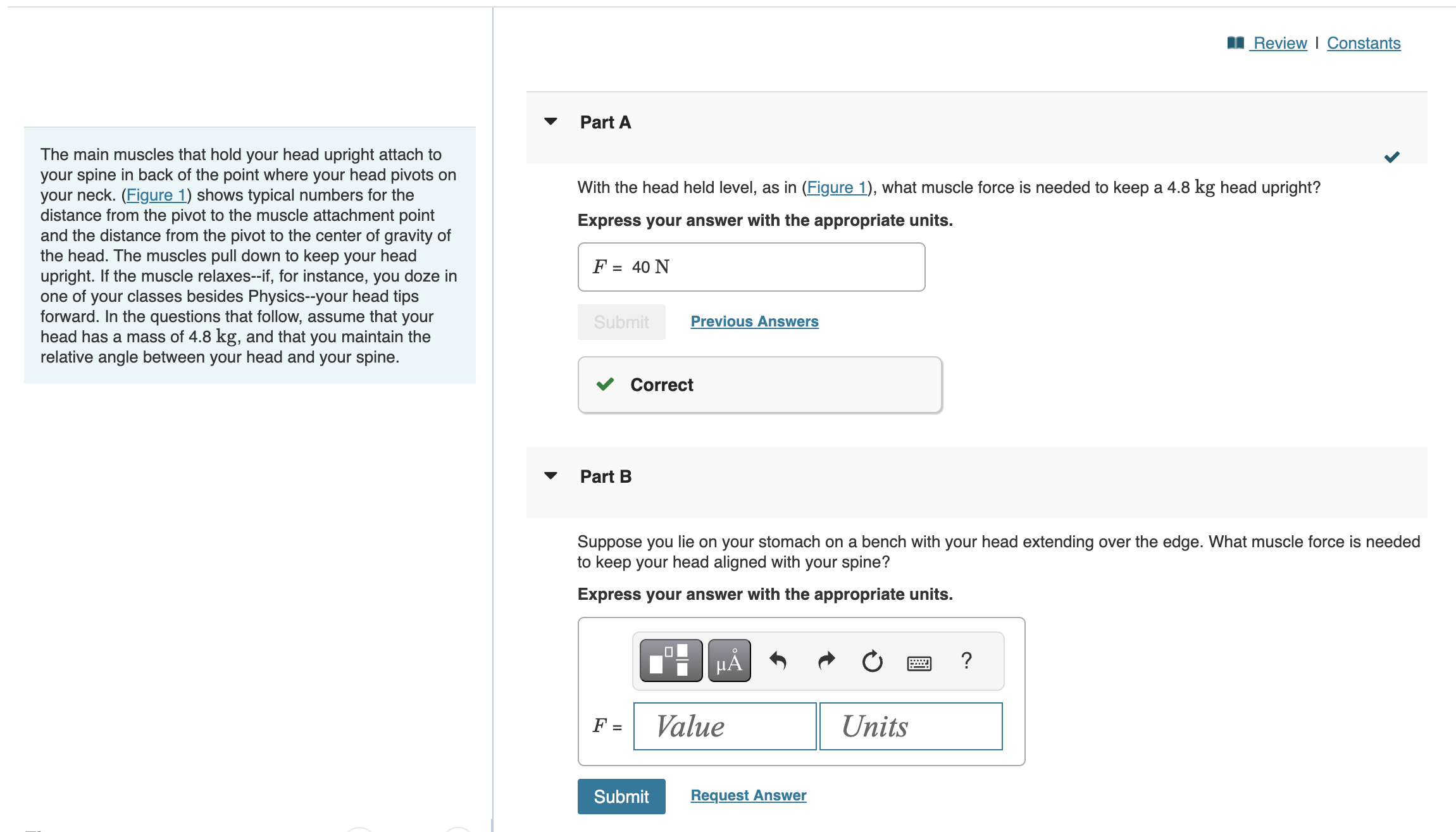 Solved The main muscles that hold your head upright attach | Chegg.com