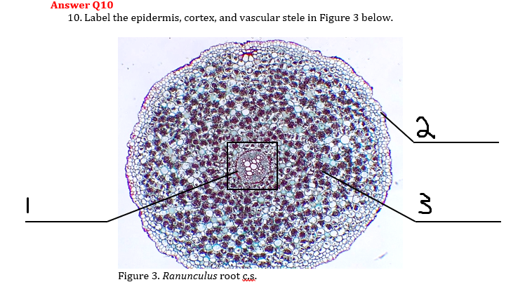Solved Answer Q7-8 7. Label the root apical meristem, the | Chegg.com