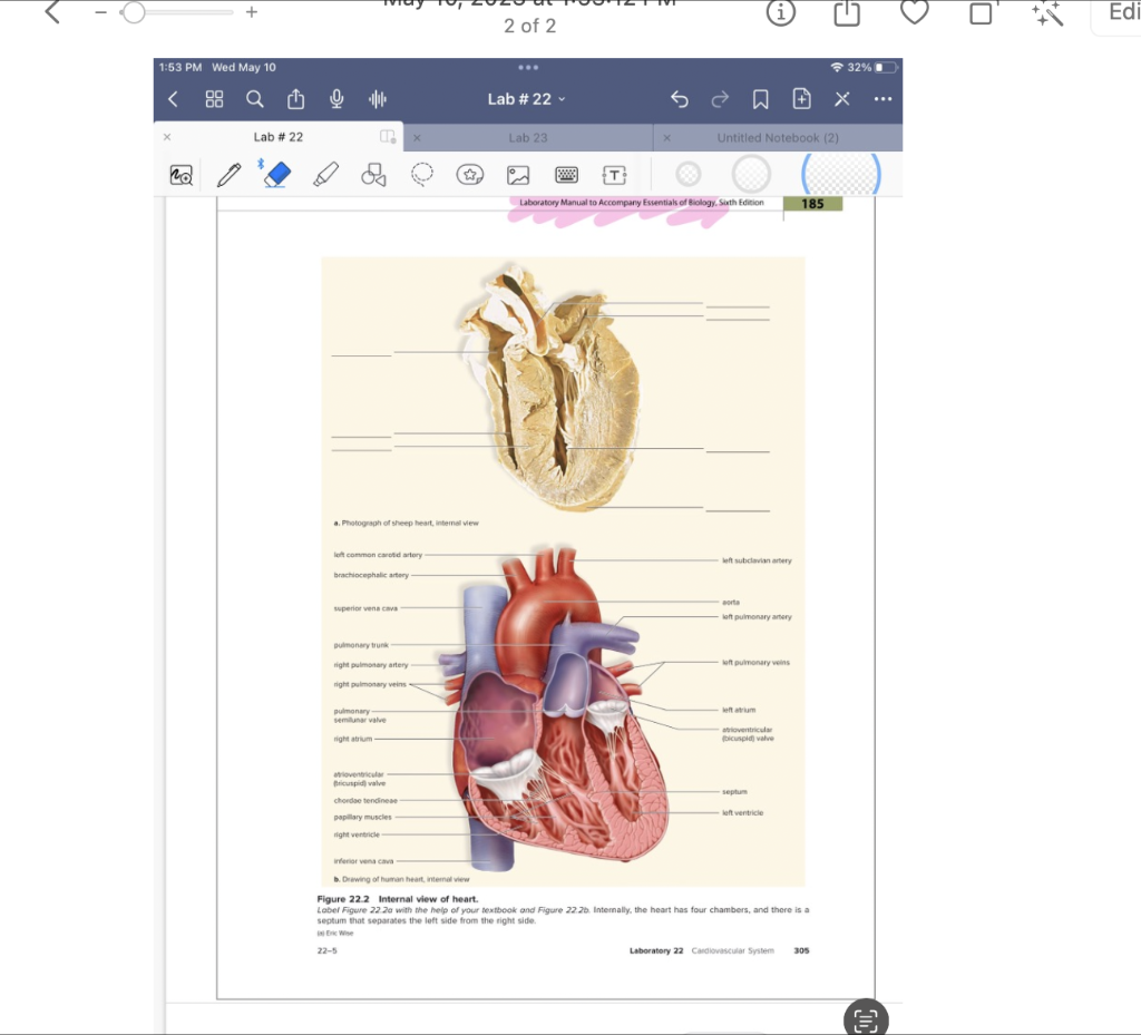 Solved Figure 222 Internal view of heart. Labef Figure 222a | Chegg.com