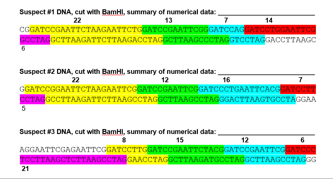 Solved Suspect \#1 DNA, cut with BamHI, summary of numerical | Chegg.com