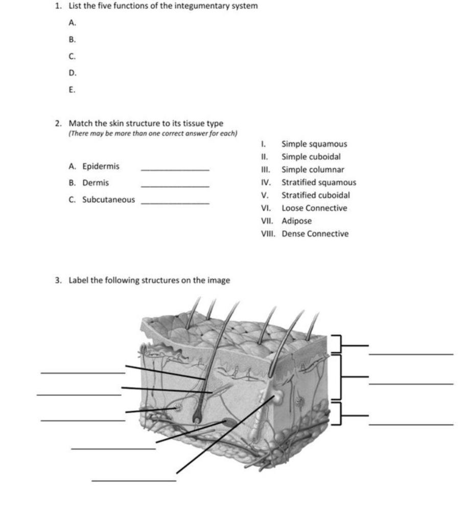 Solved 1. List the five functions of the integumentary | Chegg.com
