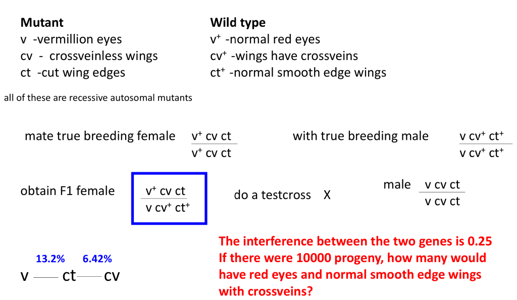 Solved Wild type v -normal red eyes cv* -wings have | Chegg.com