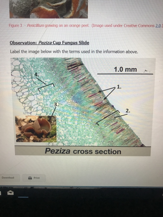 Solved Question 3 (1 point) Match the Peziza(Ascomycota) | Chegg.com