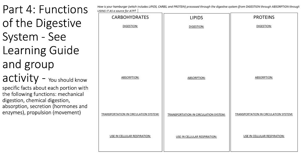Solved Part 4: Functions of the Digestive System - See | Chegg.com