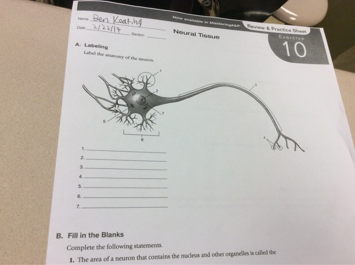 Solved Review & Practice Sheet 2 Neural Tissue Exercise | Chegg.com