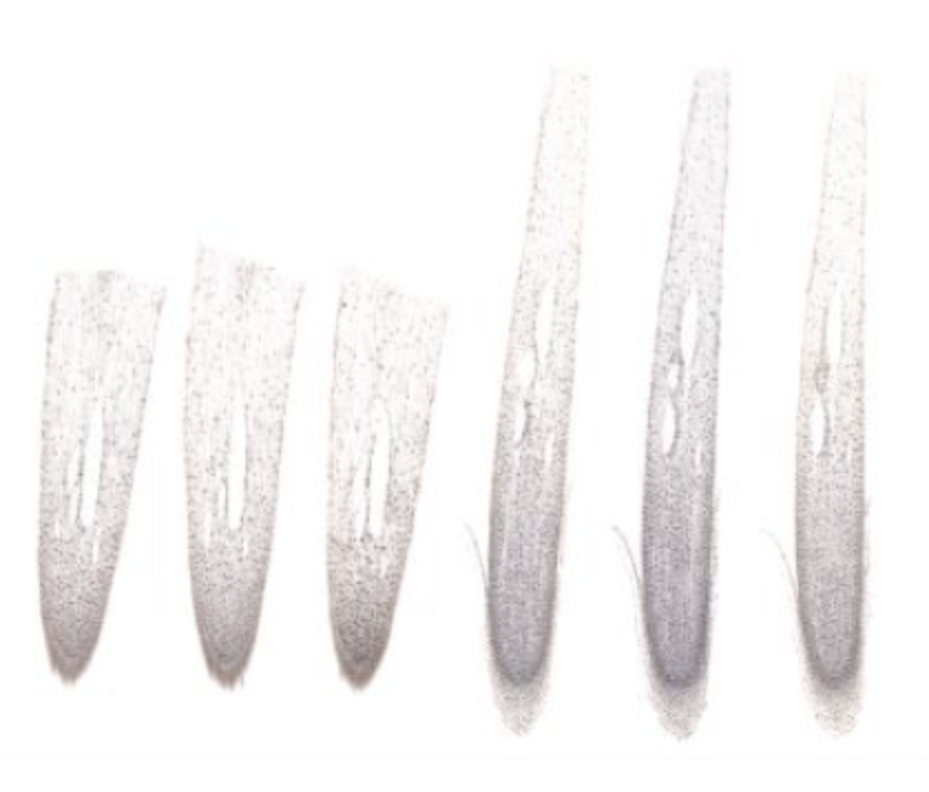 Solved ﻿Plant Cells (Onion ﻿Root Tip Cells) (slide MH 015 | Chegg.com